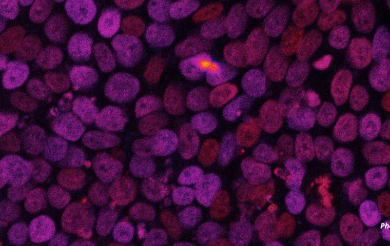 Stem cells : Stem Cell Network