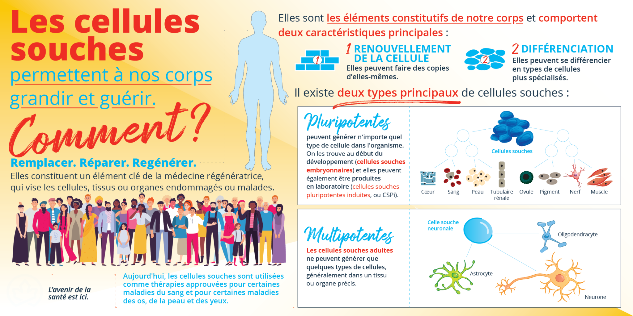 Cellules souches : Réseau de cellules souches