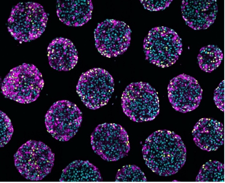 Timothy Kieffer and David Thompson : Stem Cell Network